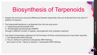 Biosynthetic Pathway for Terpenoids and Coumarins.pptx