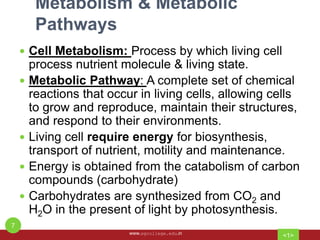 biosyntheticpathways by Abhishek mahajan.ppt