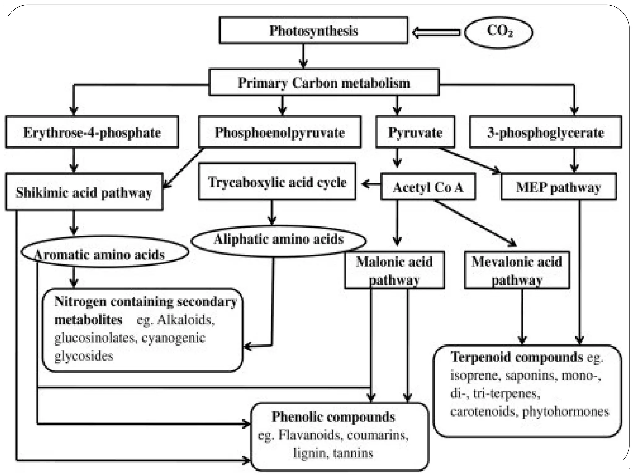 Biosynthetic pathways by pooja | PPT