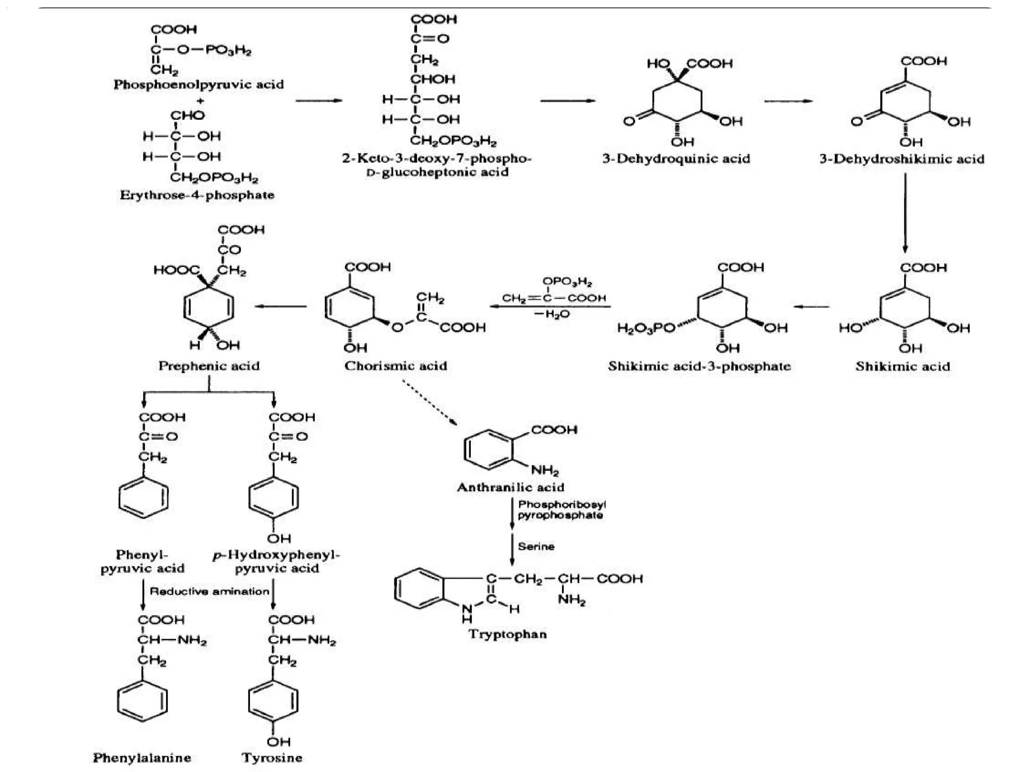 Biosynthetic pathways by pooja | PPT