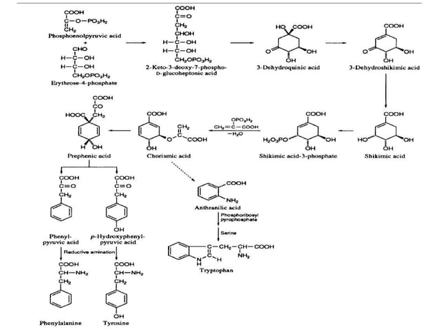 Biosynthetic pathways by pooja | PPT