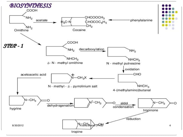 Biosynthetic pathways by pooja | PPT