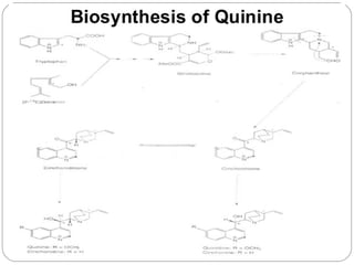 Biosynthetic pathways by pooja | PPT