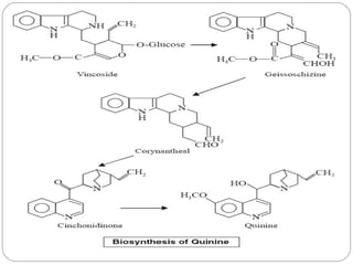 Biosynthetic pathways by pooja | PPT