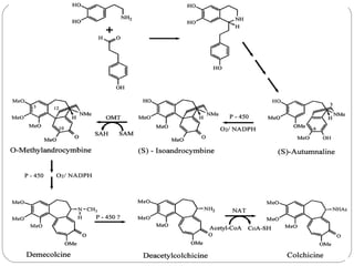 Biosynthetic pathways by pooja | PPT