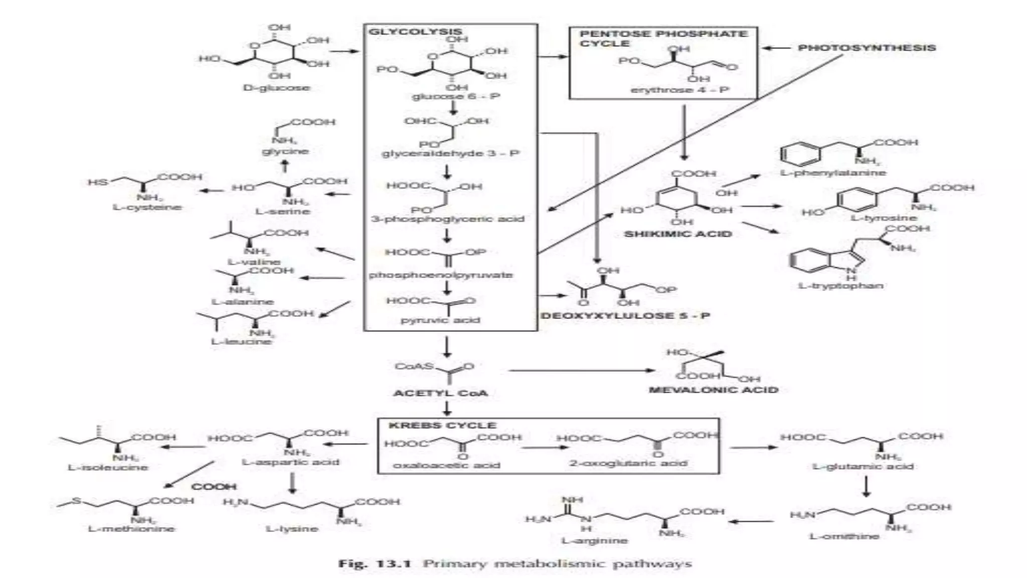 Biosynthetic pathways for natural products.pptx