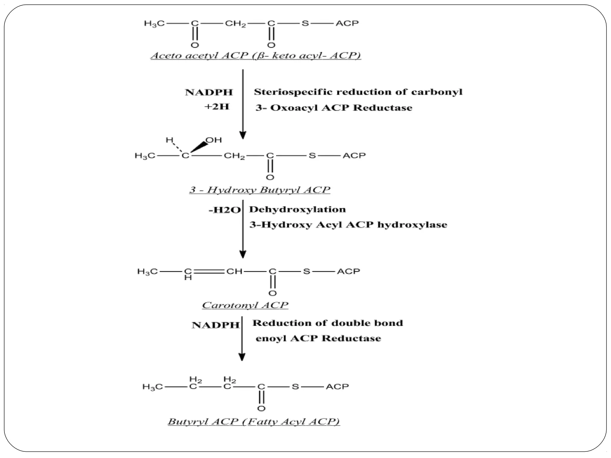 BIOSYNTHETIC STUDIES & BASIC METABOLIC PATHWAY.pptx