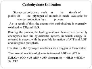 BIOSYNTHETIC STUDIES & BASIC METABOLIC PATHWAY.pptx
