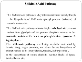 BIOSYNTHETIC STUDIES & BASIC METABOLIC PATHWAY.pptx