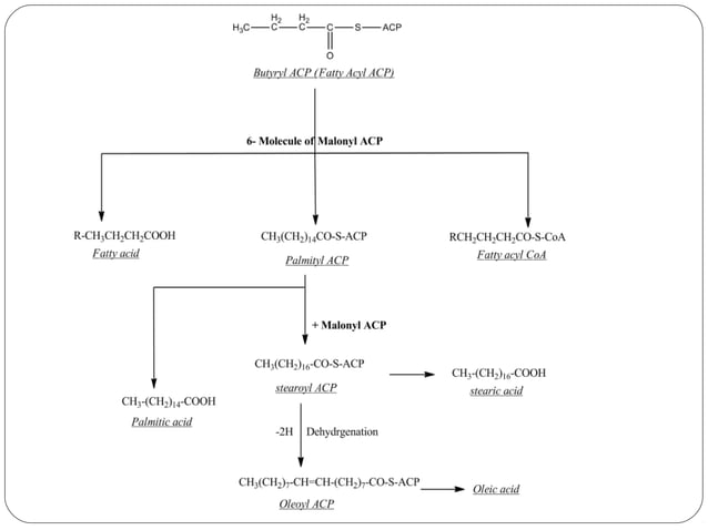 BIOSYNTHETIC STUDIES & BASIC METABOLIC PATHWAY.pptx