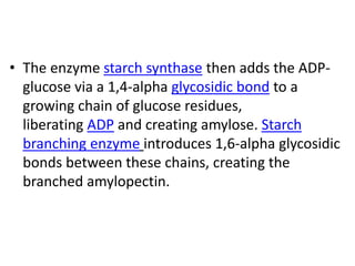 Biosynthsis of strach By ABDUL QAHR BUNERI | PPT