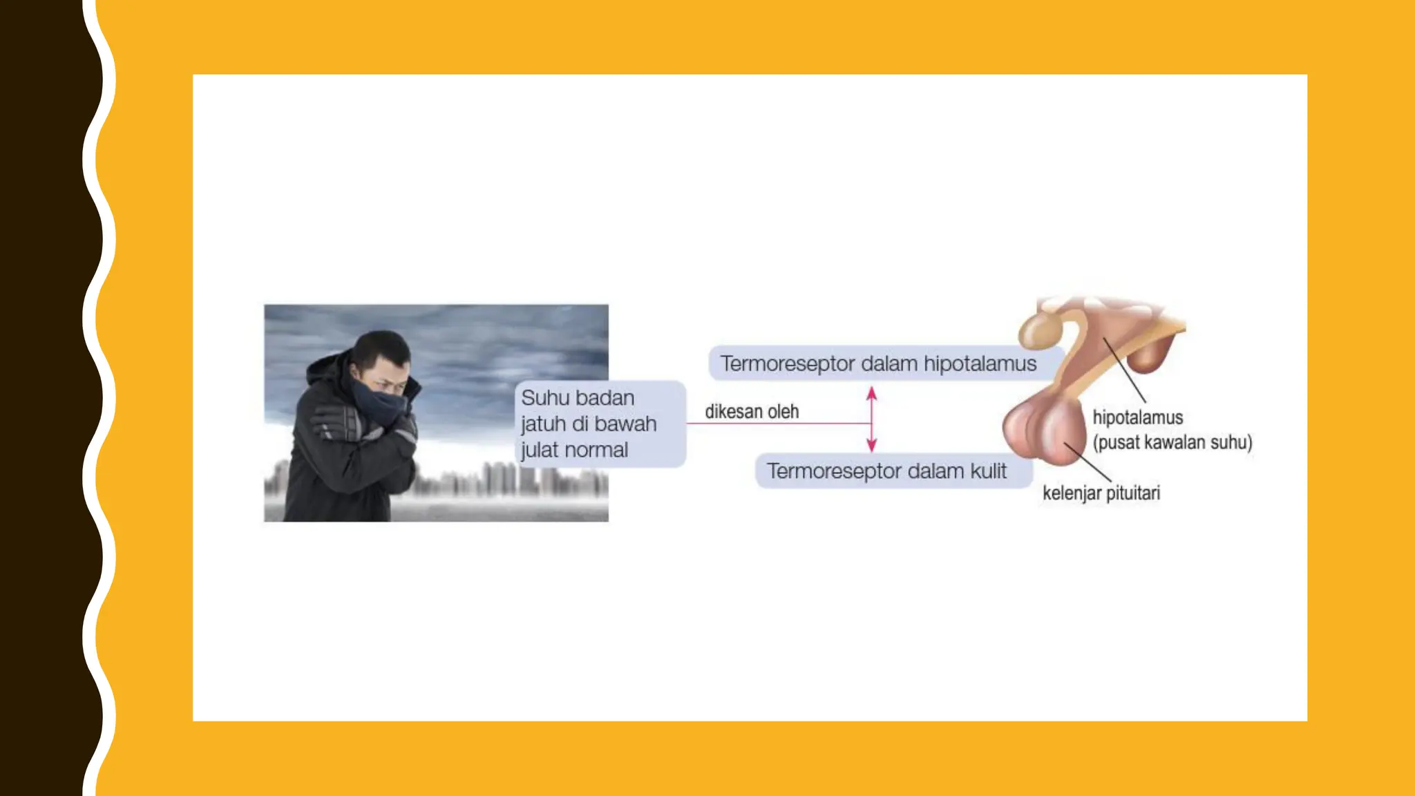 BIO_T4_KSSM_Bab_13_Homeostasis_dan_Sistem_Urinari_Manusia_zila_khalid.pdf