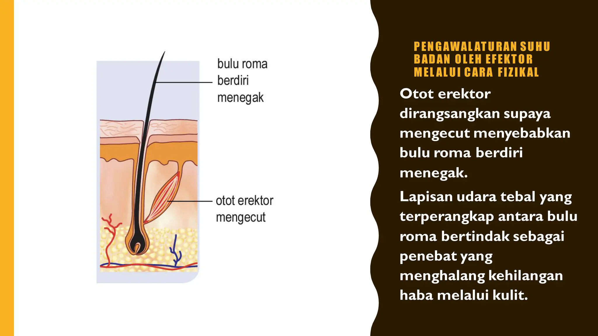 BIO_T4_KSSM_Bab_13_Homeostasis_dan_Sistem_Urinari_Manusia_zila_khalid.pdf