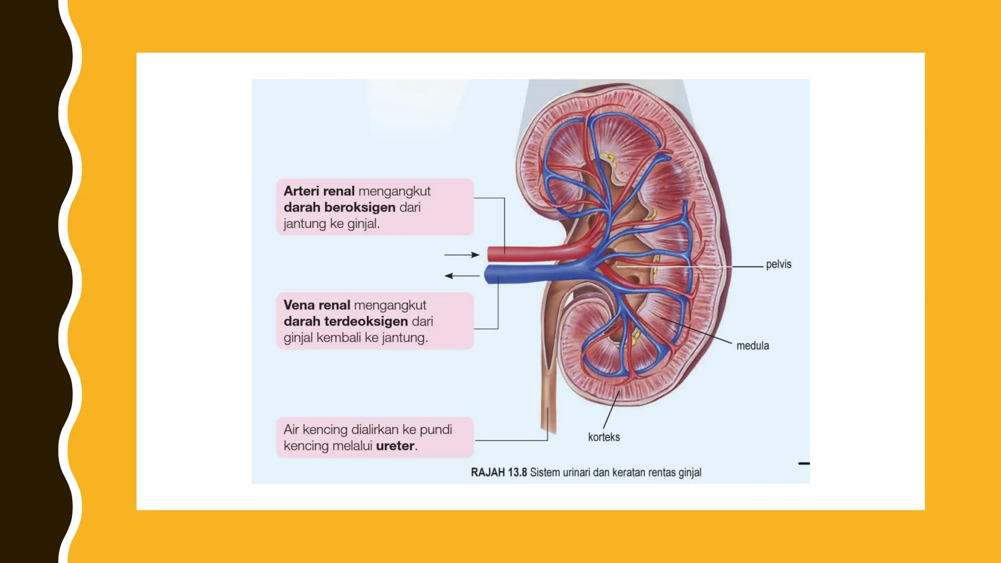 BIO_T4_KSSM_Bab_13_Homeostasis_dan_Sistem_Urinari_Manusia_zila_khalid.pdf