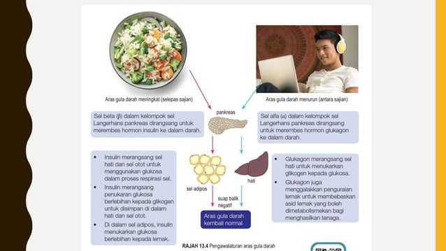 BIO_T4_KSSM_Bab_13_Homeostasis_dan_Sistem_Urinari_Manusia_zila_khalid.pdf