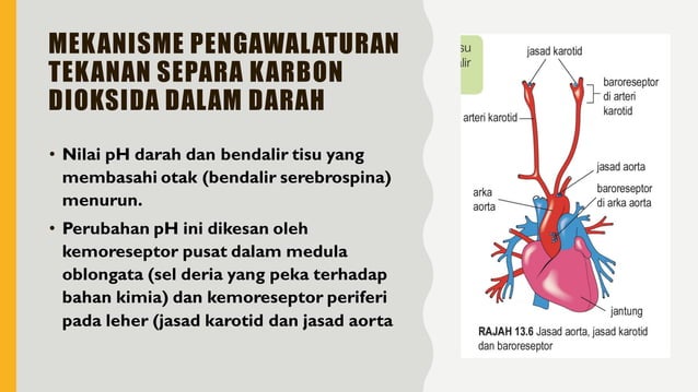 BIO_T4_KSSM_Bab_13_Homeostasis_dan_Sistem_Urinari_Manusia_zila_khalid.pdf
