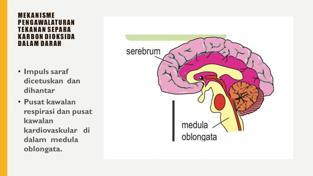 BIO_T4_KSSM_Bab_13_Homeostasis_dan_Sistem_Urinari_Manusia_zila_khalid.pdf