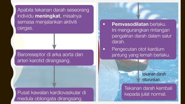 BIO_T4_KSSM_Bab_13_Homeostasis_dan_Sistem_Urinari_Manusia_zila_khalid.pdf