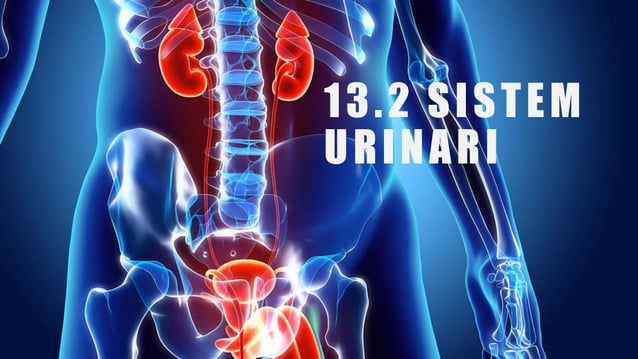 BIO_T4_KSSM_Bab_13_Homeostasis_dan_Sistem_Urinari_Manusia_zila_khalid.pdf