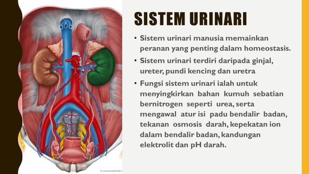 BIO_T4_KSSM_Bab_13_Homeostasis_dan_Sistem_Urinari_Manusia_zila_khalid.pdf