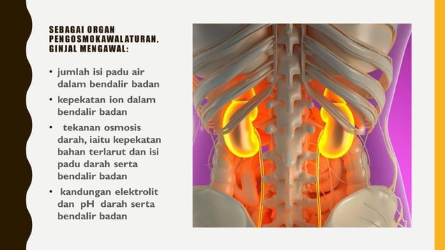 BIO_T4_KSSM_Bab_13_Homeostasis_dan_Sistem_Urinari_Manusia_zila_khalid.pdf