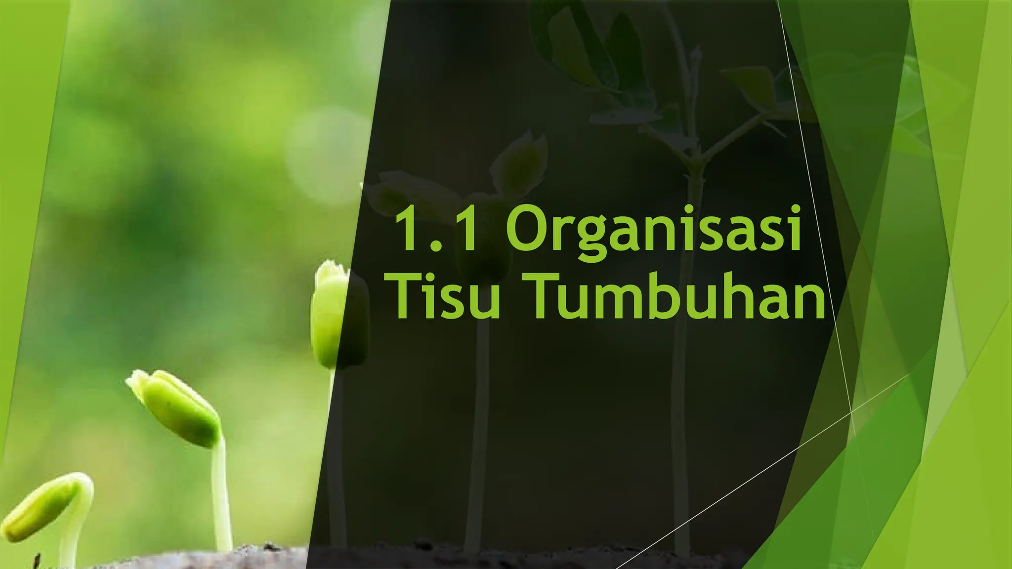 BIO T5 KSSM BAB 1 Organisasi Tisu Tumbuhan dan Pertumbuhan.pptx