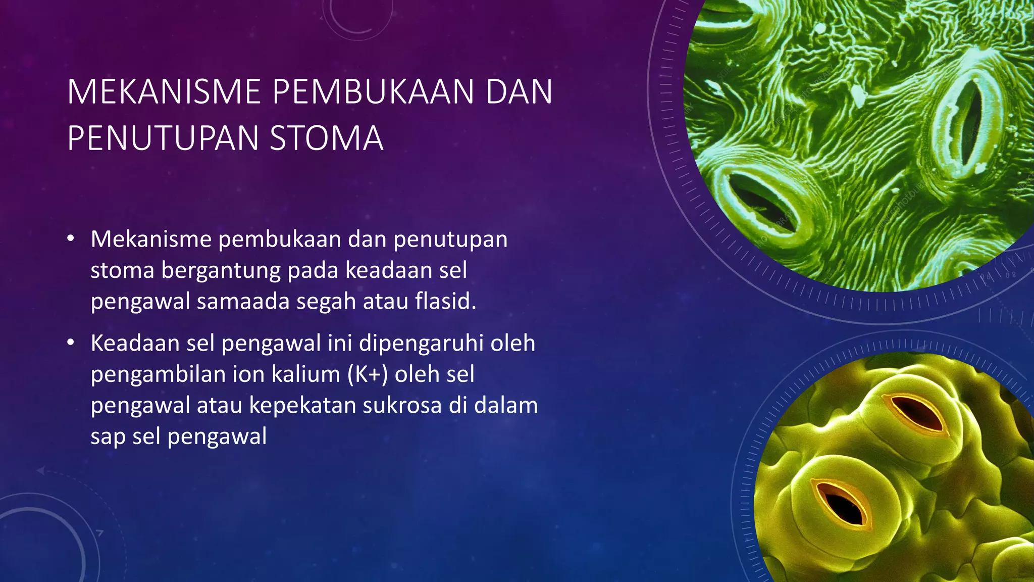 BIO T5 KSSM BAB 2 Struktur dan Fungsi Daun zila khalid =).pdf