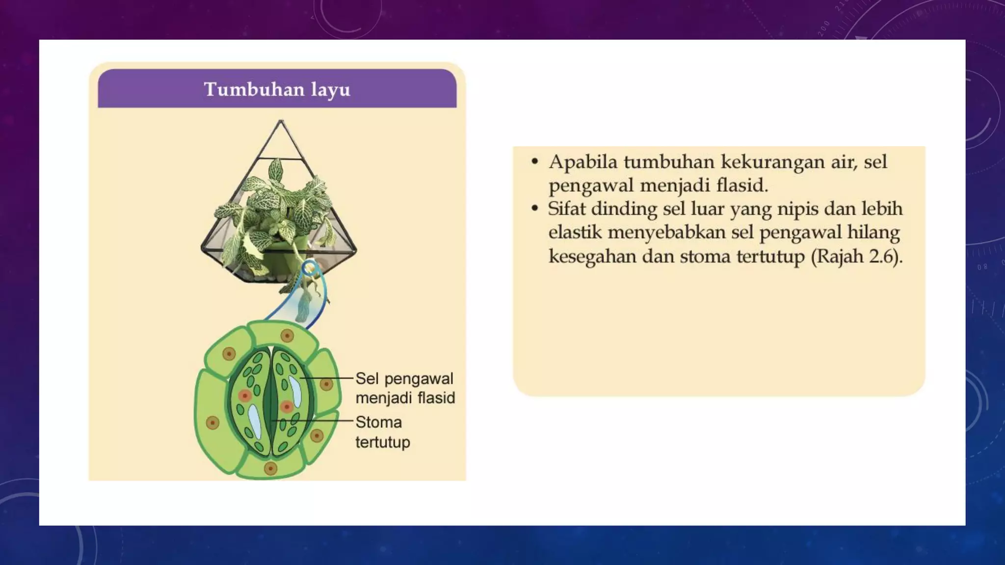 BIO T5 KSSM BAB 2 Struktur dan Fungsi Daun zila khalid =).pdf