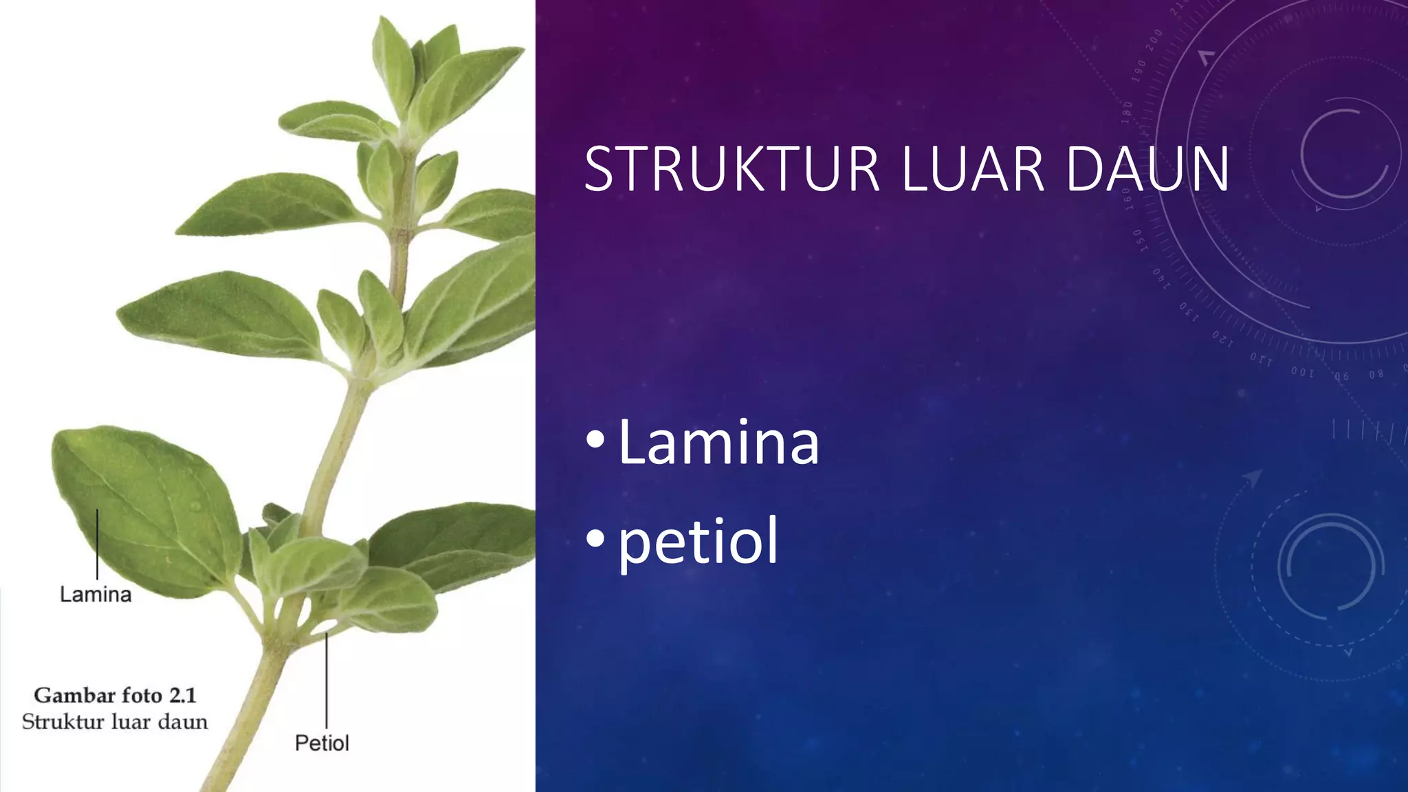BIO T5 KSSM BAB 2 Struktur dan Fungsi Daun zila khalid =).pdf