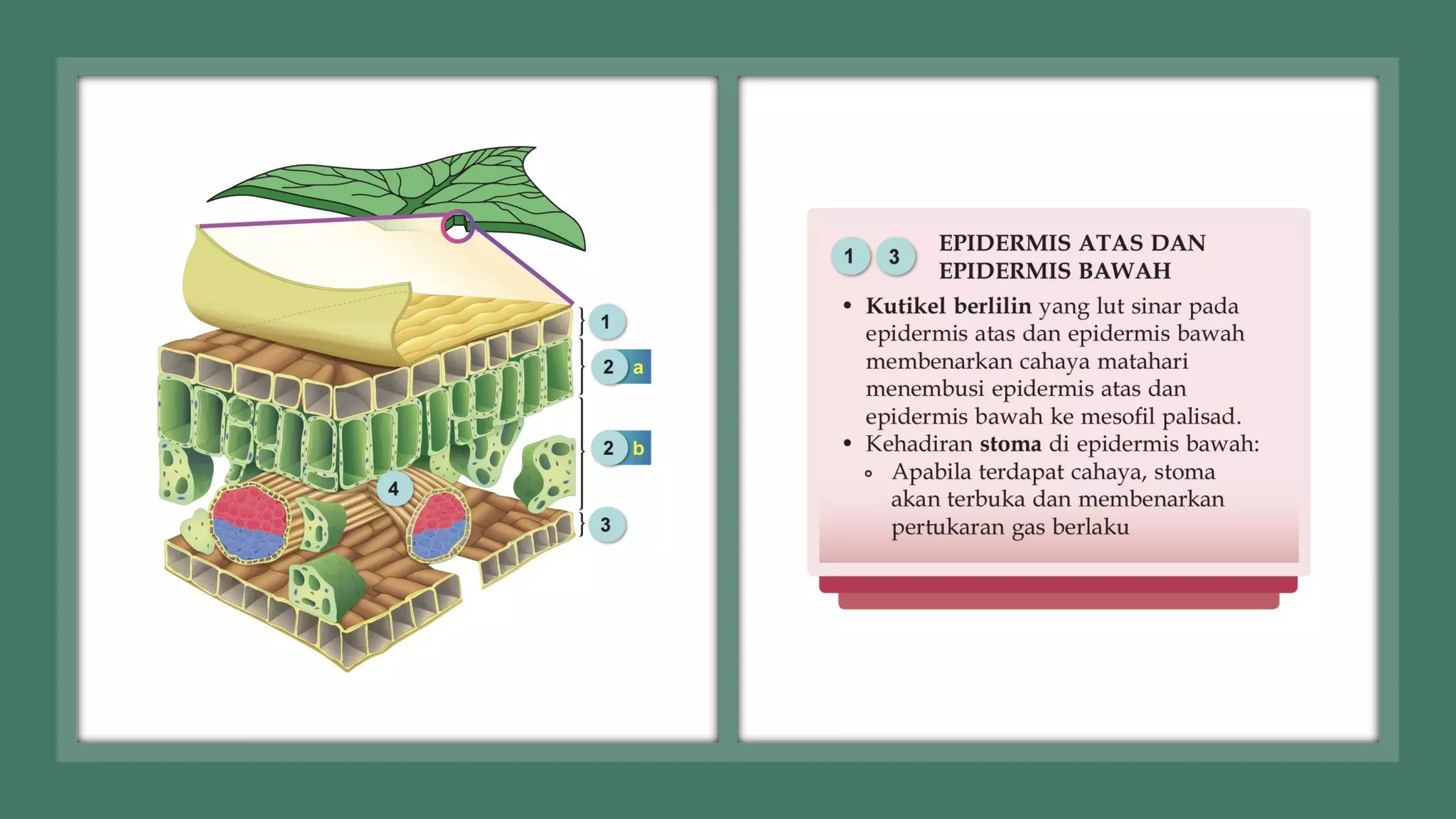 BIO T5 KSSM BAB 2 Struktur dan Fungsi Daun zila khalid =).pdf