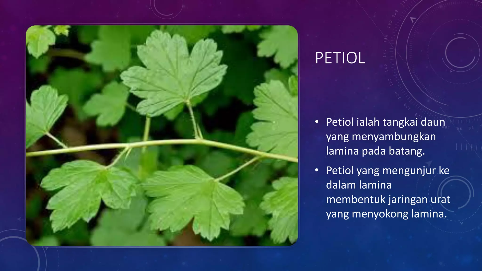 BIO T5 KSSM BAB 2 Struktur dan Fungsi Daun zila khalid =).pdf