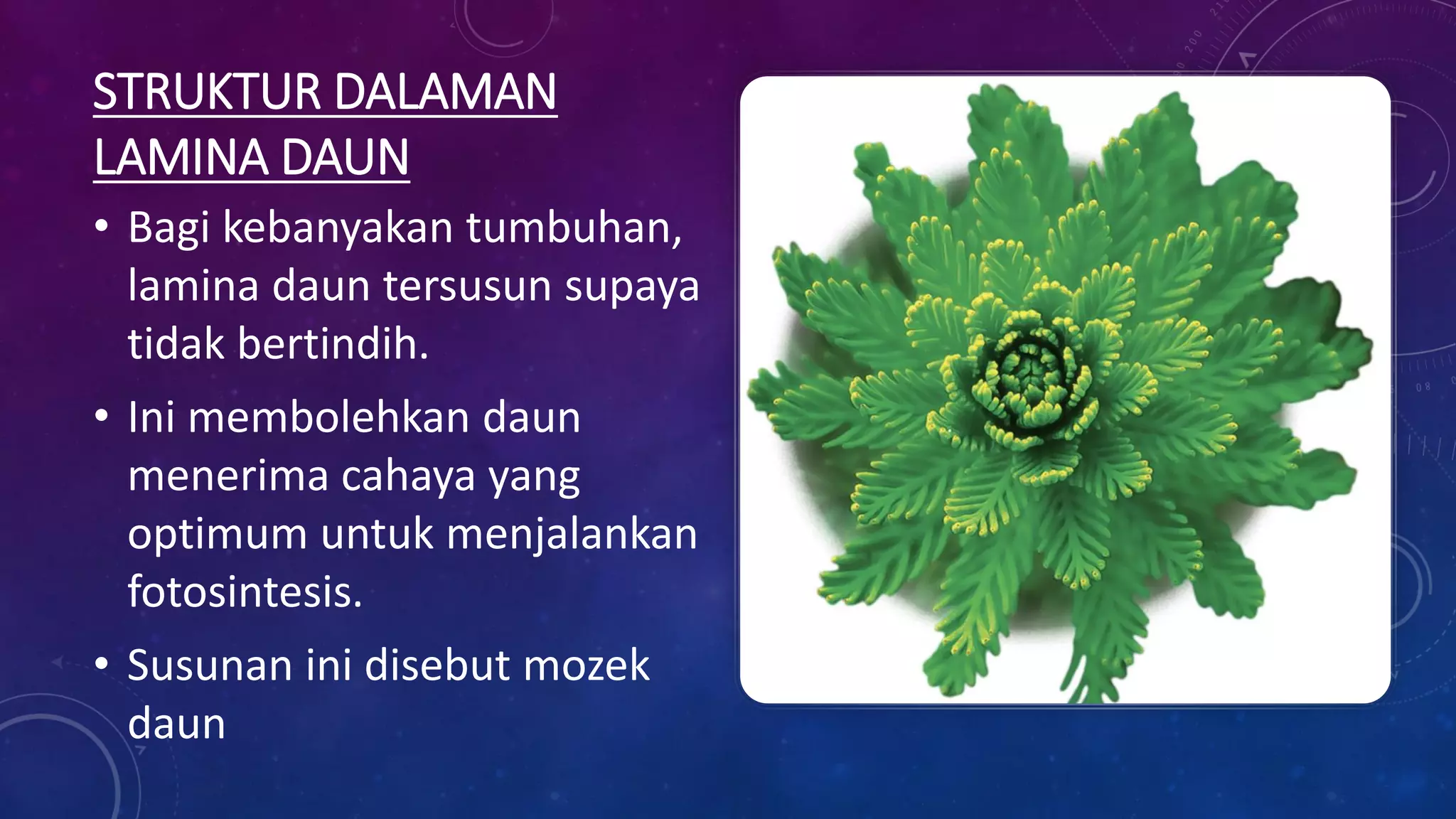BIO T5 KSSM BAB 2 Struktur dan Fungsi Daun zila khalid =).pdf