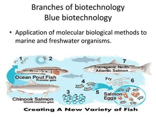 Introduction to Biotechnology | PPTX