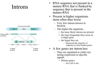 Biotech 2011-05-eukaryotic-genes | PPT