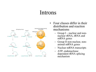 Biotech 2011-05-eukaryotic-genes | PPT