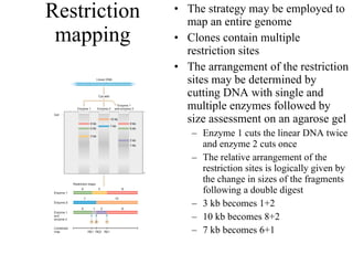 Biotech 2011-09-pcr and-in_situ_methods | PPT