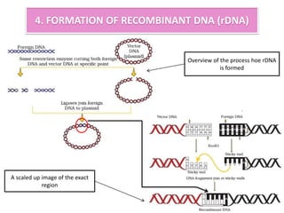 Biotechnology | PPTX | Biotech and Biomedical Industry | Industries