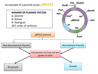 Biotechnology | PPTX | Biotech and Biomedical Industry | Industries