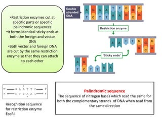 Biotechnology | PPTX | Biotech and Biomedical Industry | Industries