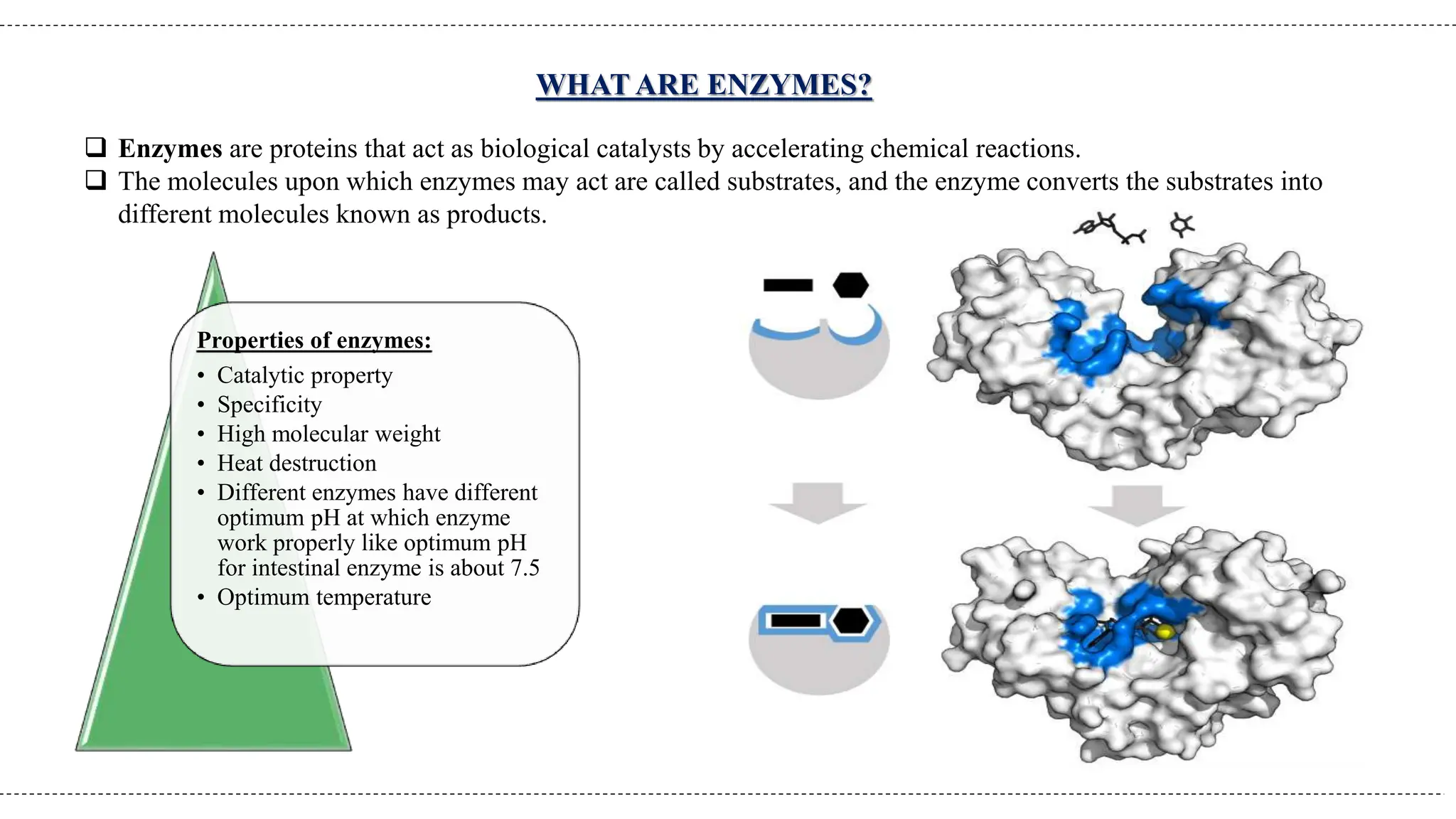 Biotech Study Of Pharmaceutical Enzymes Pptx
