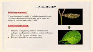 biotech-regenration of plants, pharmaceutical applications.pptx