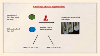 biotech-regenration of plants, pharmaceutical applications.pptx