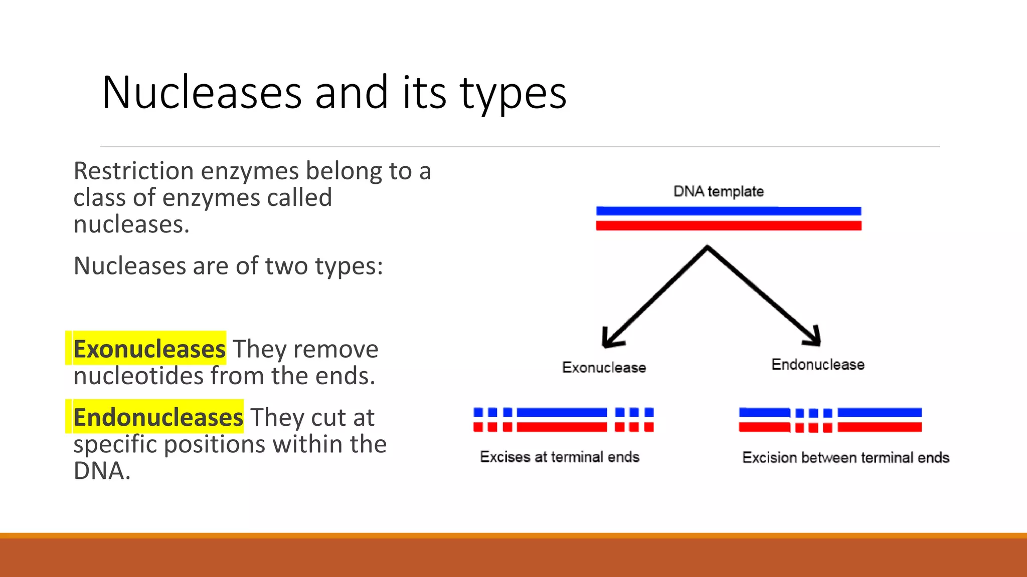 Biotechnology: Principles and Processes Class XII Chapter 11.pptx