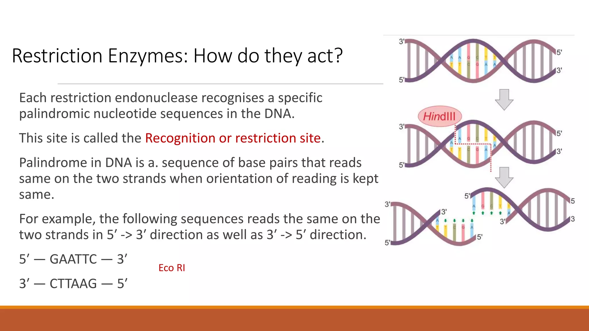 Biotechnology: Principles and Processes Class XII Chapter 11.pptx