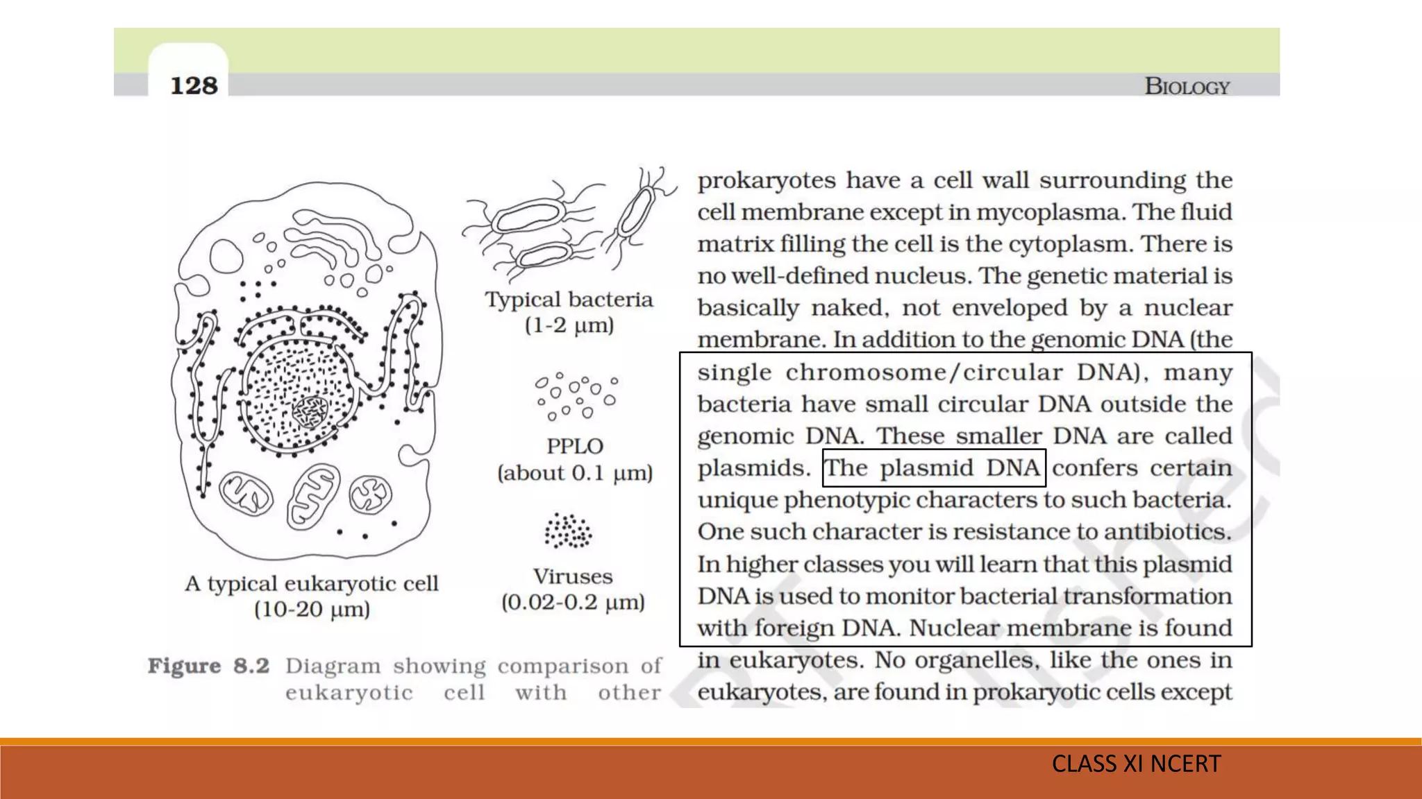 Biotechnology: Principles and Processes Class XII Chapter 11.pptx