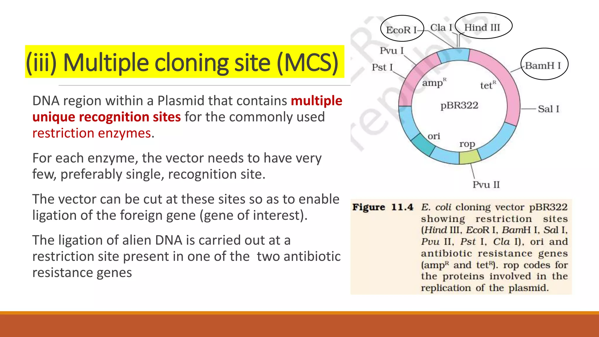 Biotechnology: Principles and Processes Class XII Chapter 11.pptx