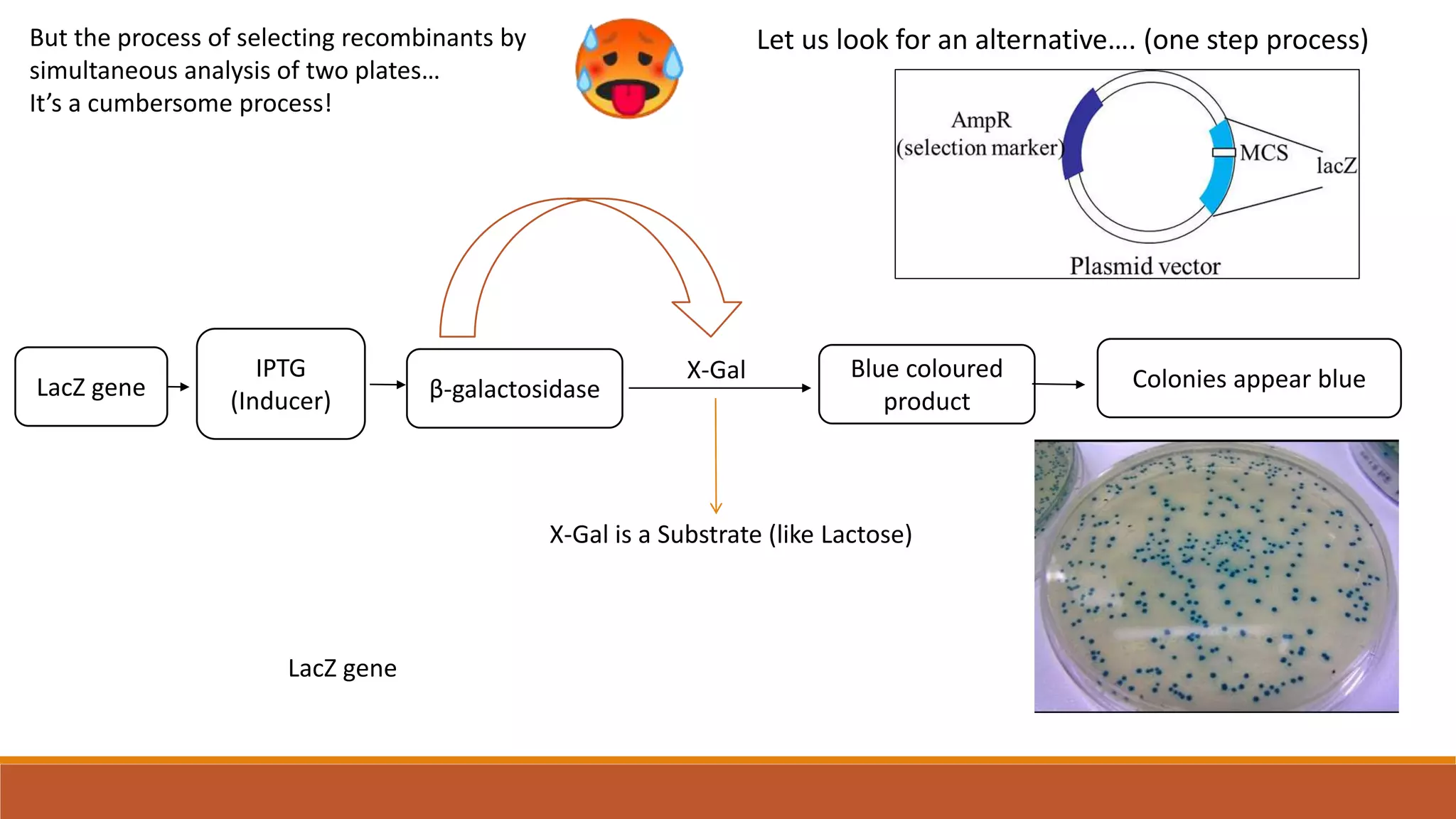 Biotechnology: Principles and Processes Class XII Chapter 11.pptx