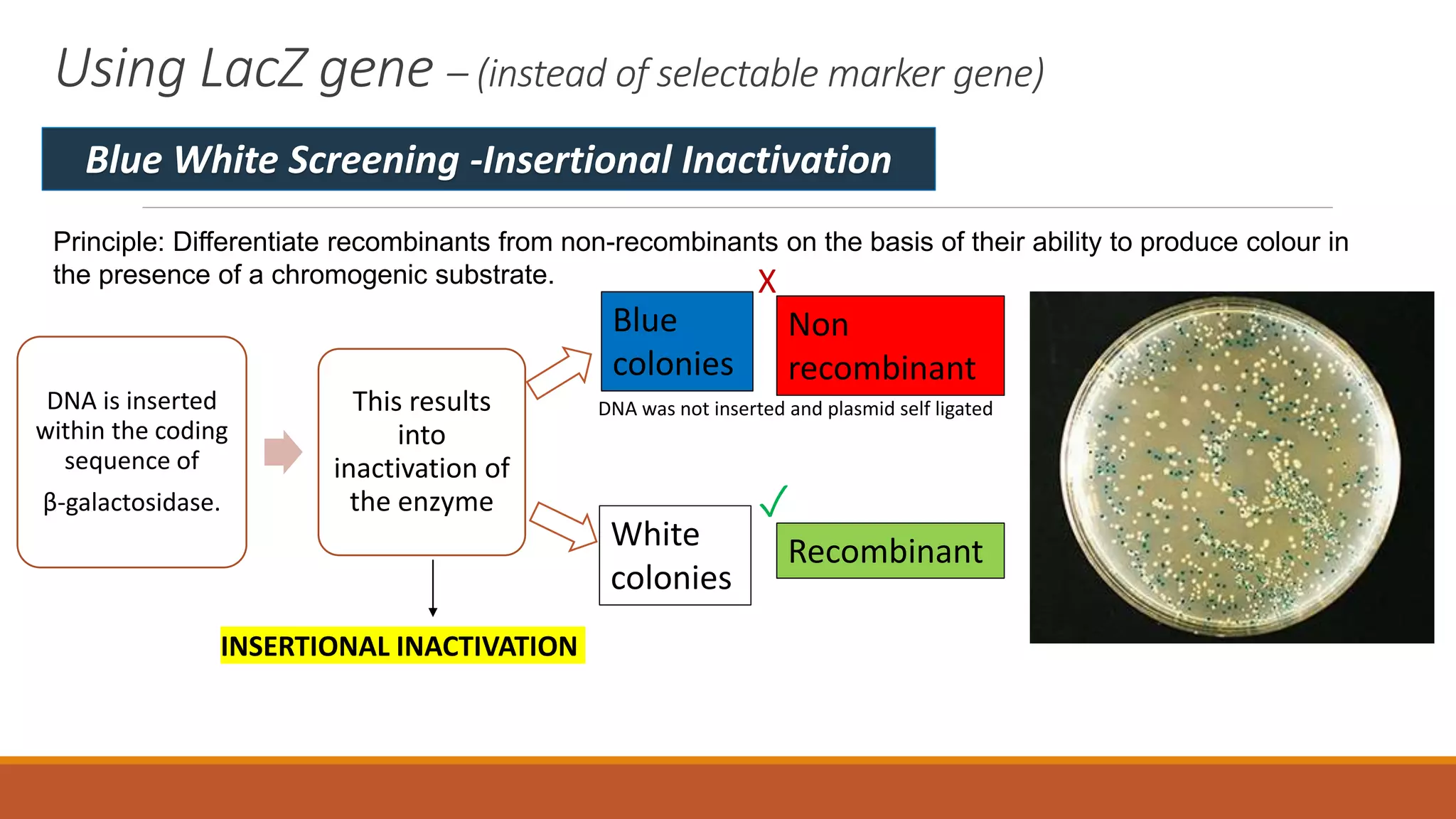 Biotechnology: Principles and Processes Class XII Chapter 11.pptx