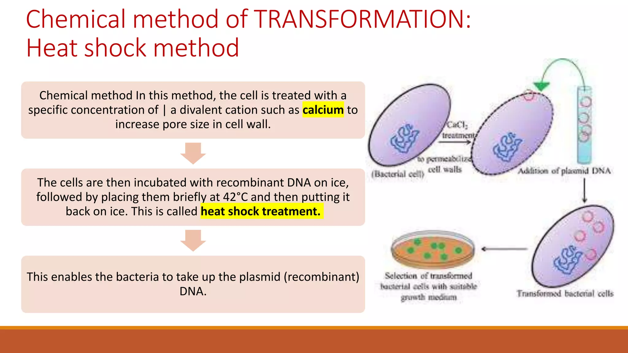 Biotechnology: Principles and Processes Class XII Chapter 11.pptx