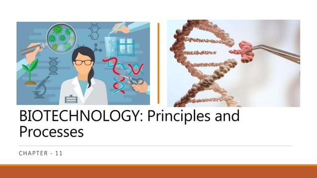 Biotechnology: Principles and Processes Class XII Chapter 11.pptx ...